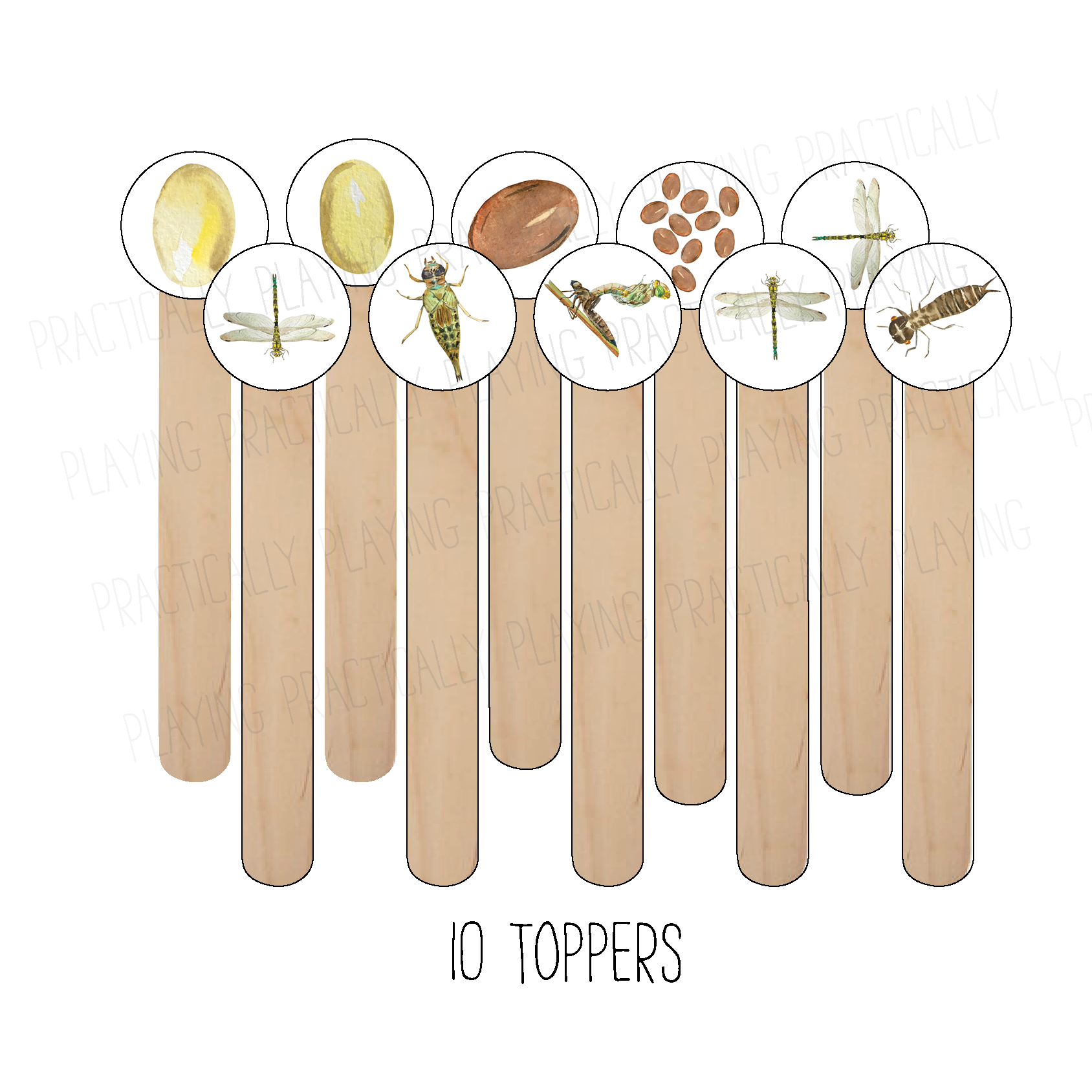 Dragonfly Life Cycle Craft Stick Covers and Toppers – Practically Playing
