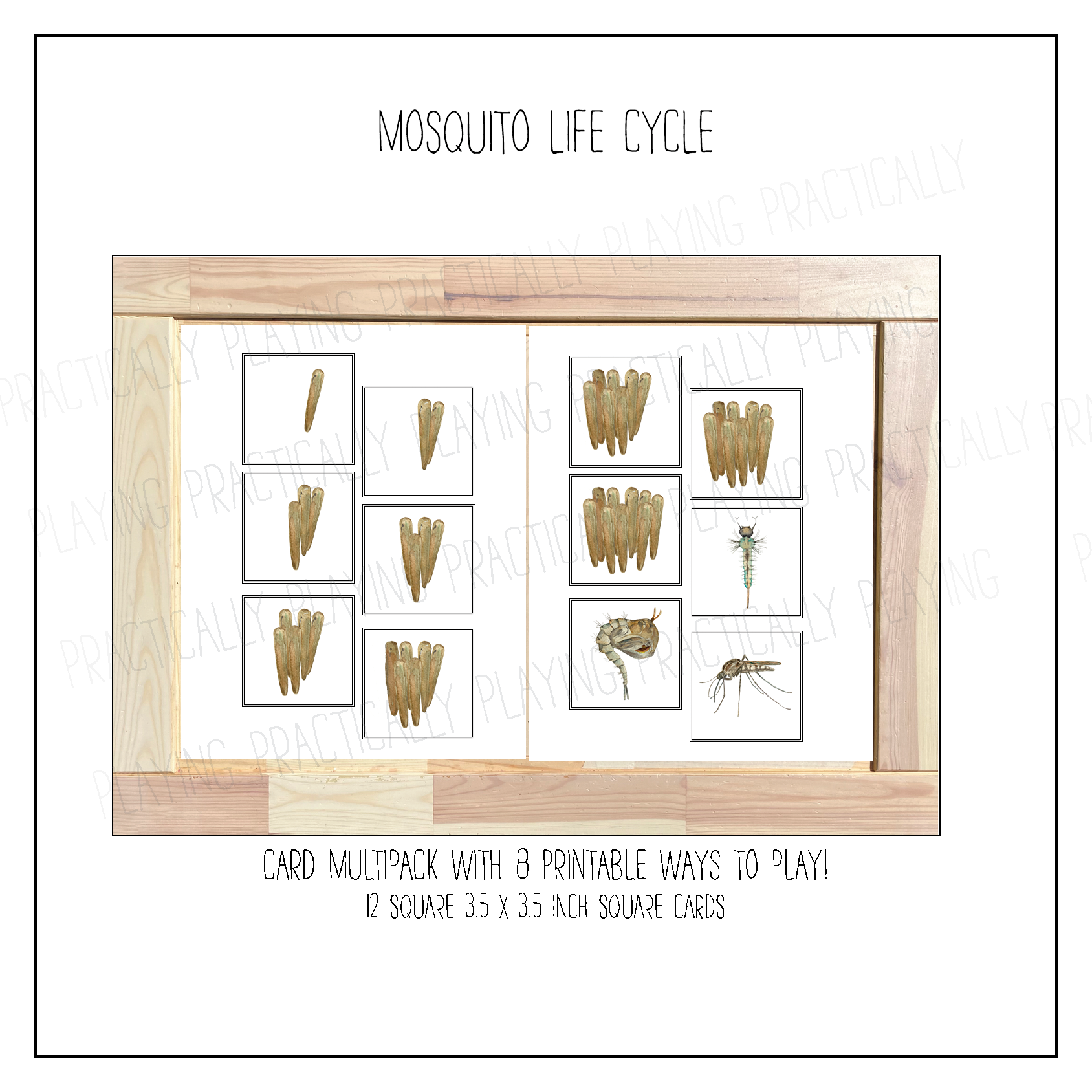 Mosquito Life Cycle Card Pack & Print and Fold Box – Practically Playing