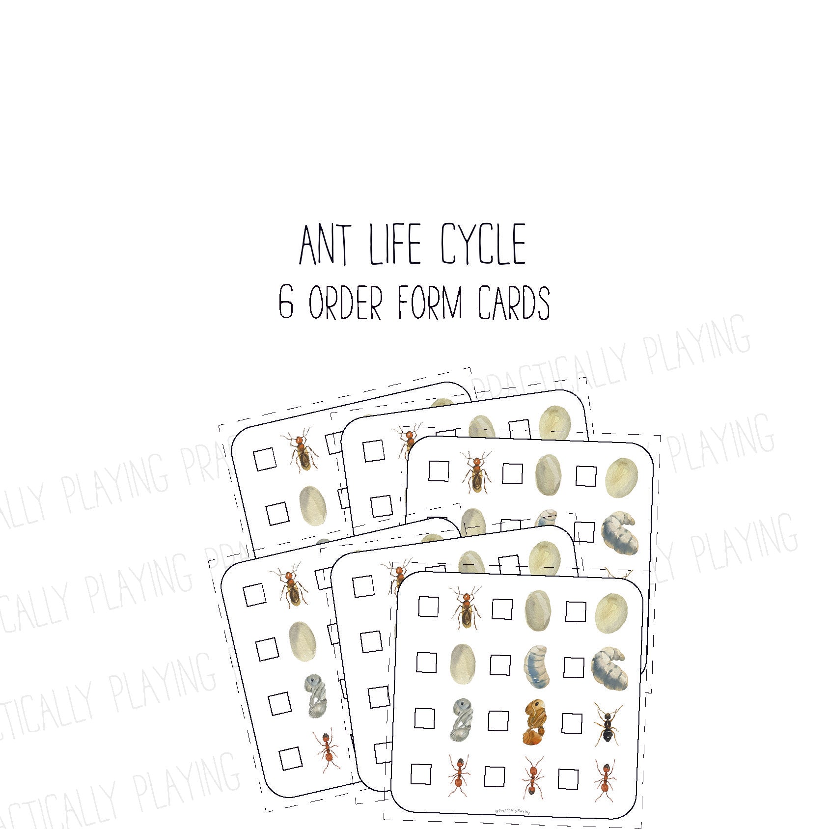 Ant Life Cycle PlayRound Mega Pack – Practically Playing