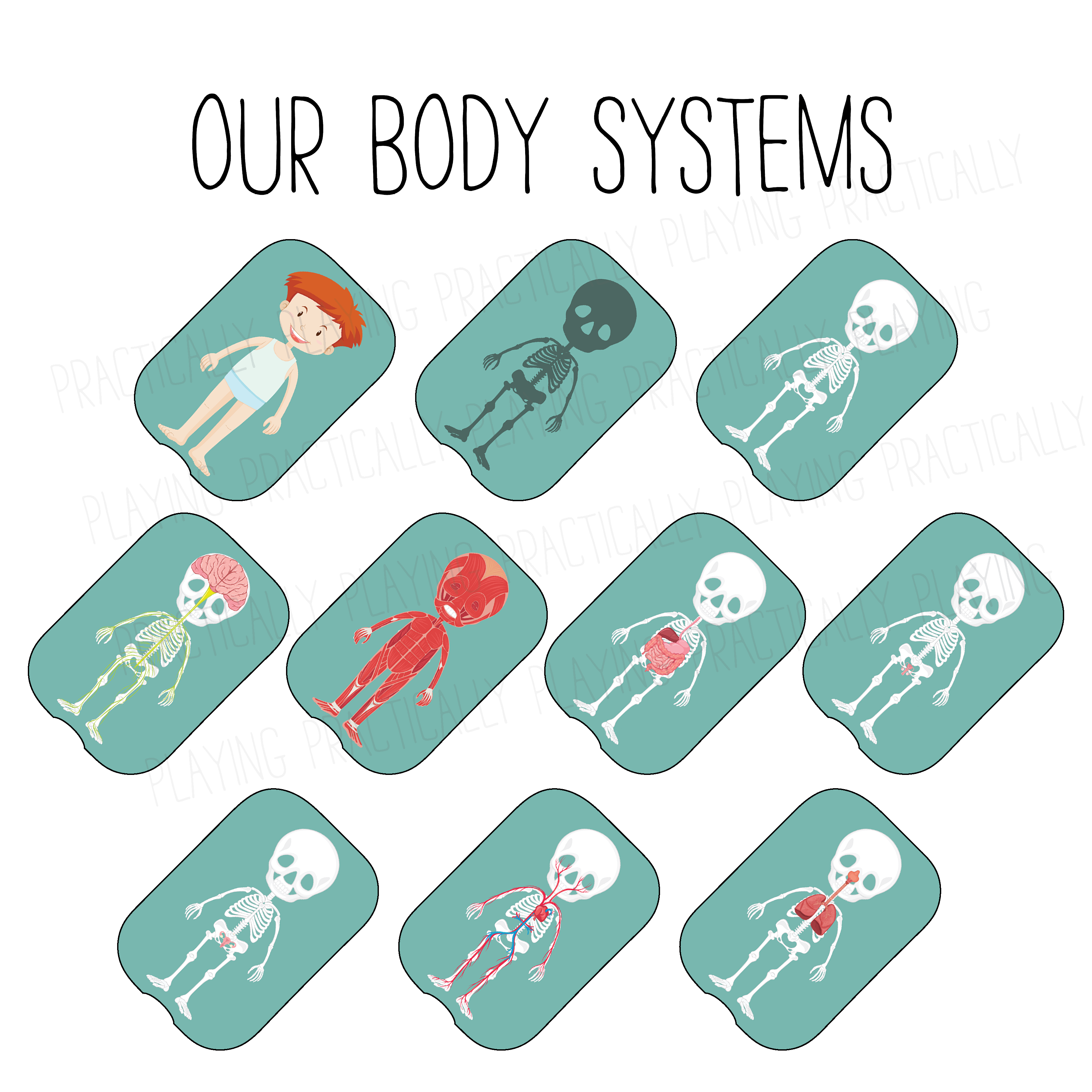 Our Body Systems Printable Insert Pack – Practically Playing