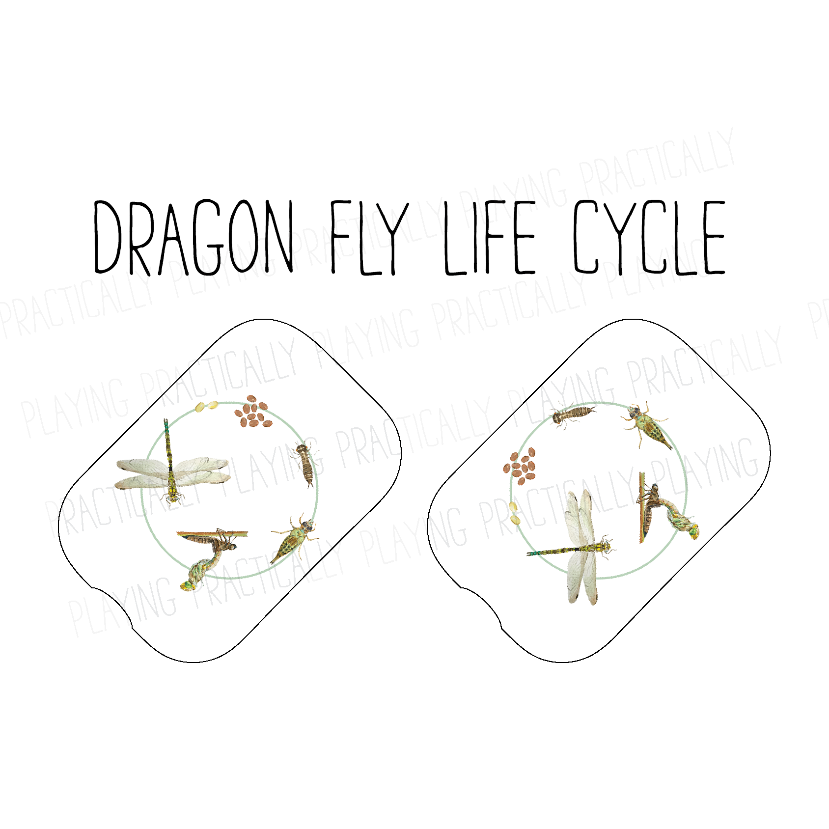 Dragonfly Life Cycle Printable Insert Pack – Practically Playing