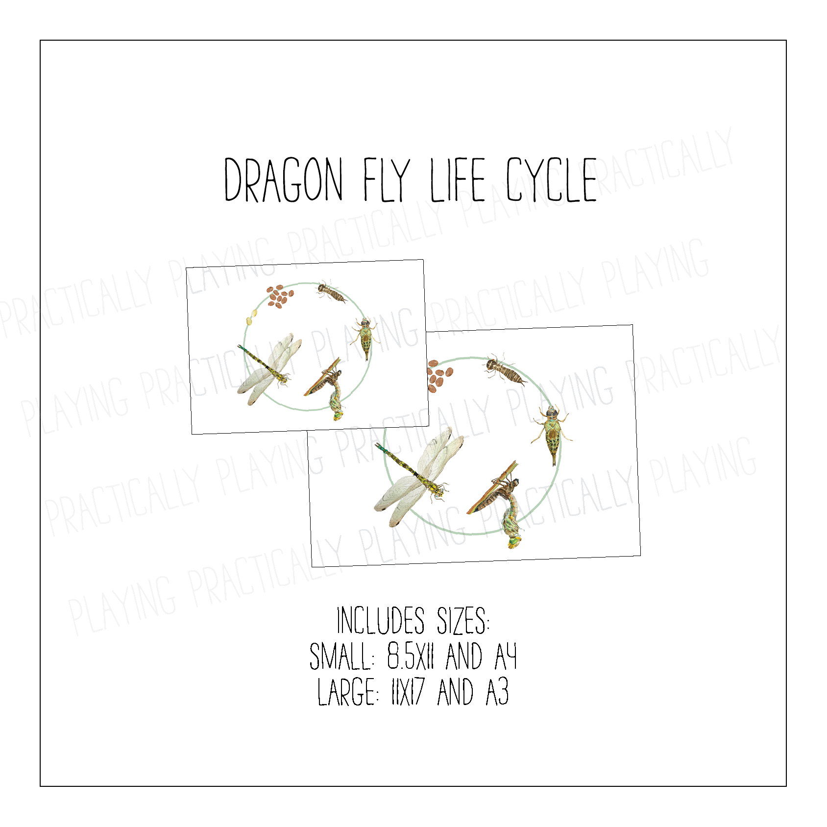 Dragonfly Life Cycle Poster Pack – Practically Playing